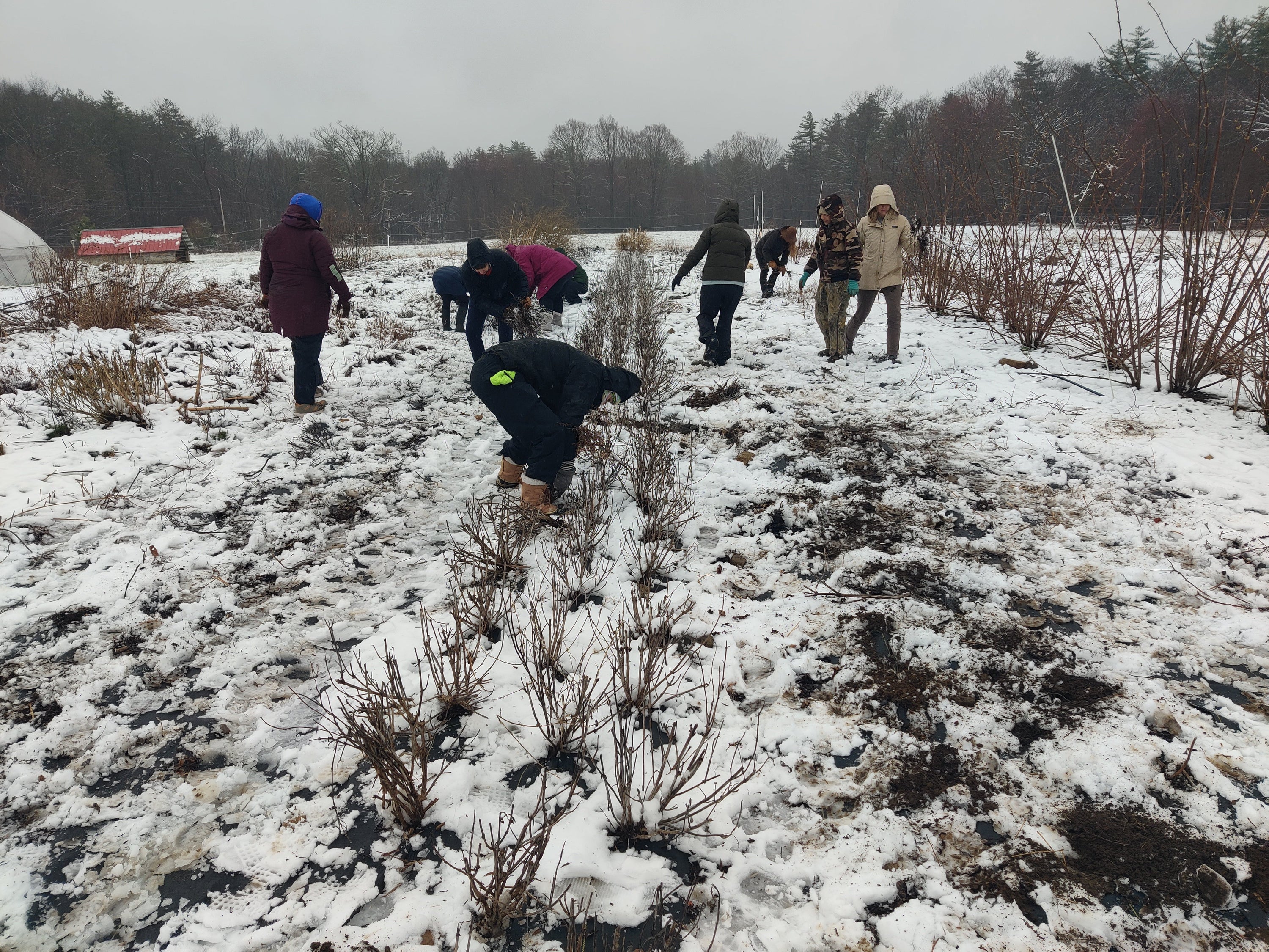 What I Don’t Do in Fall (and Why My Plants Come Back) – Sawmill Herb Farm