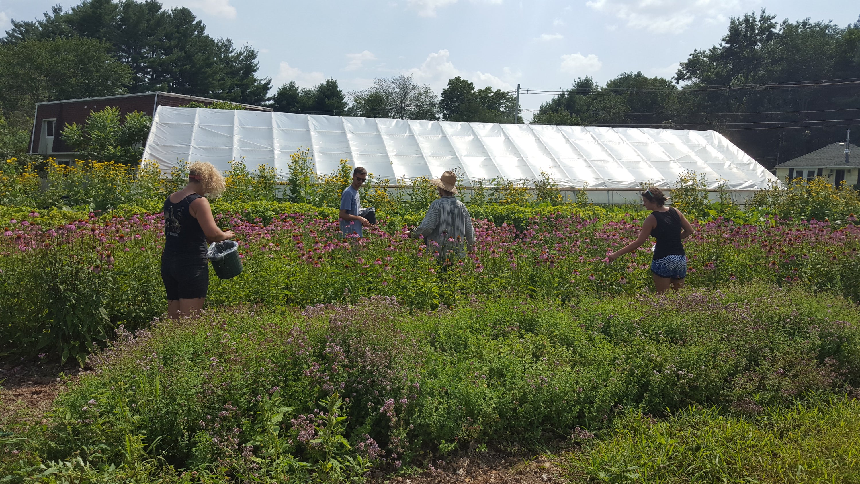 About – Sawmill Herb Farm