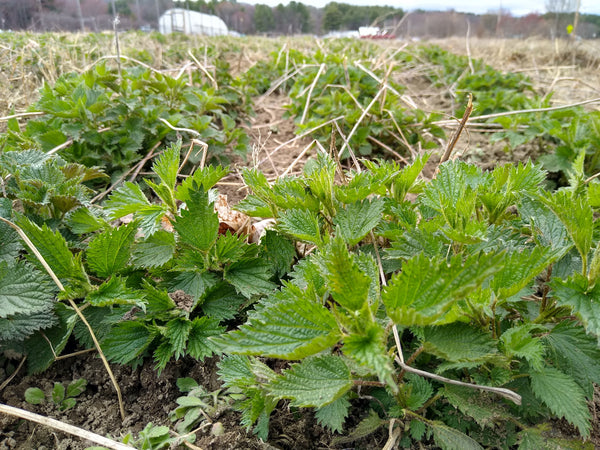 Nettle – Sawmill Herb Farm