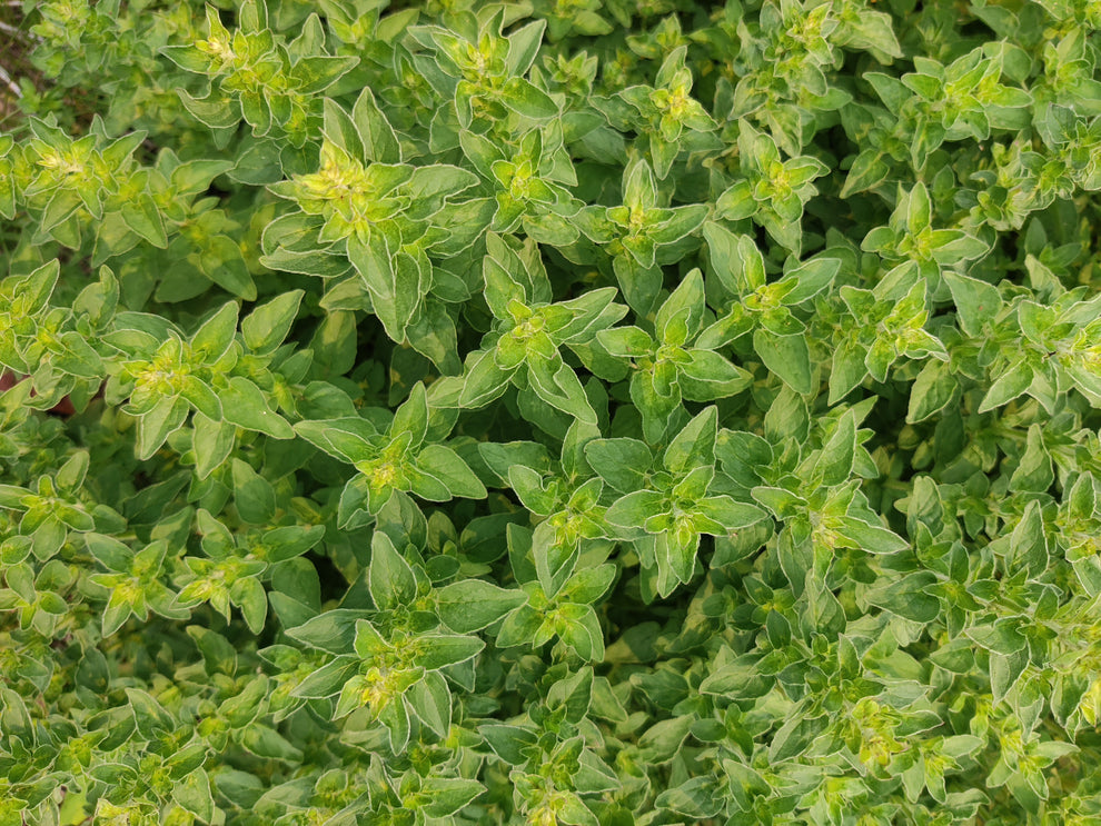 Oregano – Sawmill Herb Farm