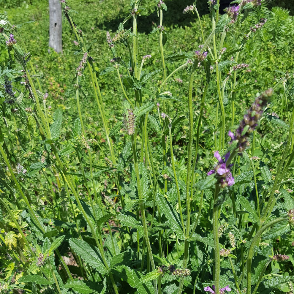 Wood Betony – Sawmill Herb Farm